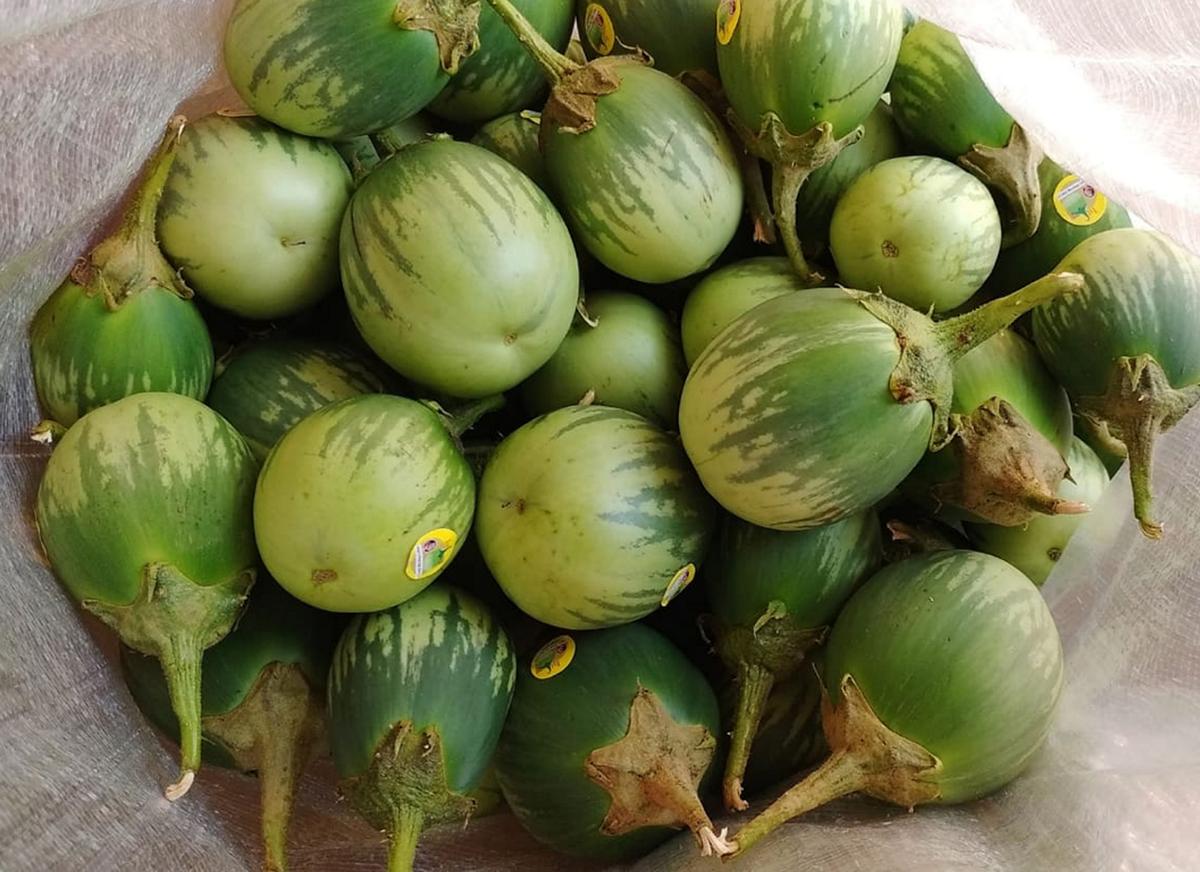 Conclave and expo in Udupi to promote farm products of coastal region on October 14 - The Hindu